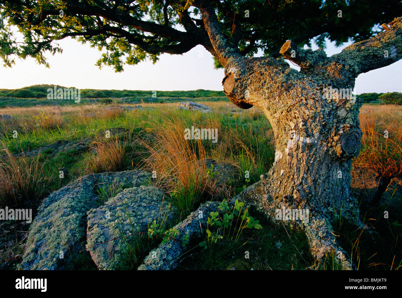 Oak tree at a field Stock Photo - Alamy