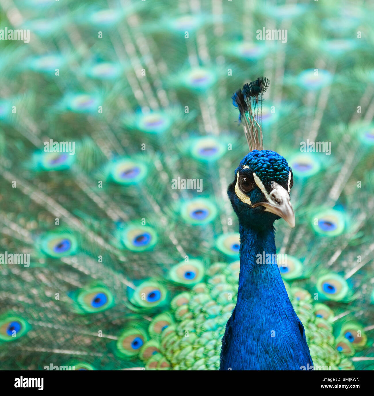 Beautiful male peacock with colorful tail fully open Stock Photo - Alamy