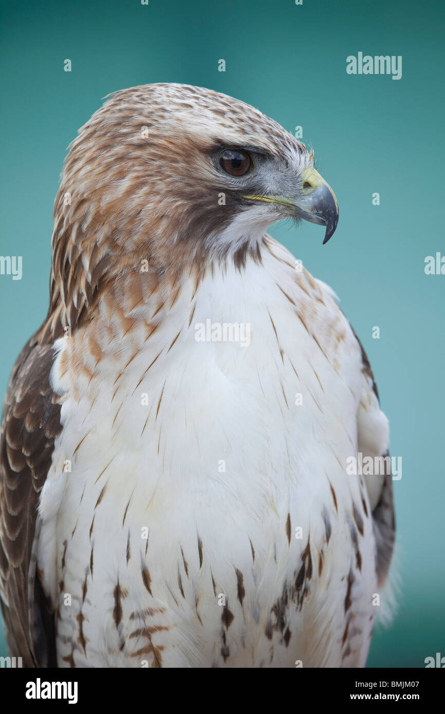 A female Red Tailed Hawk or Chickenhawk (Buteo jamaicensis) in ...