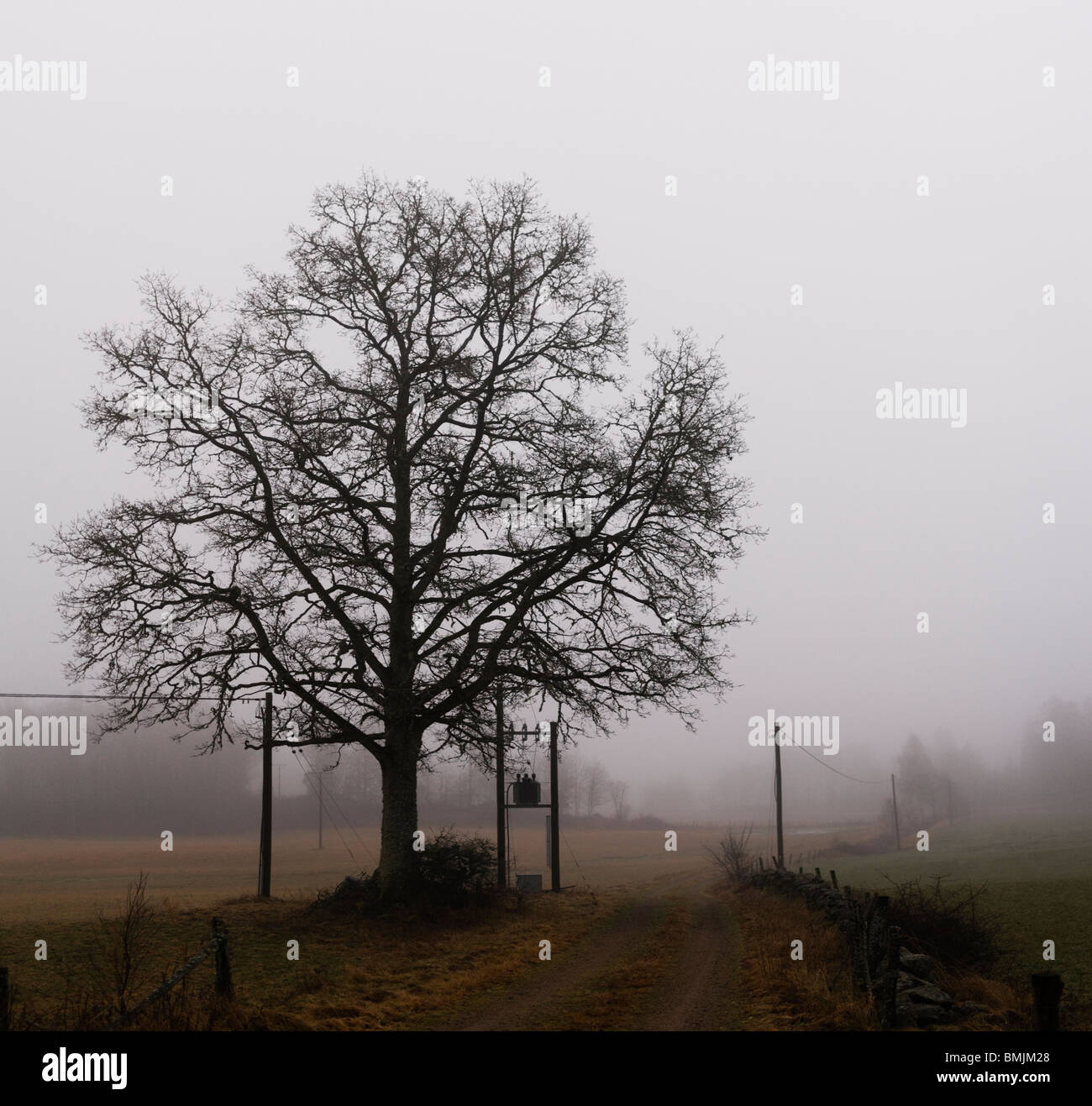 Scandinavian Peninsula, Sweden, Skane, View of oak tree in misty ...