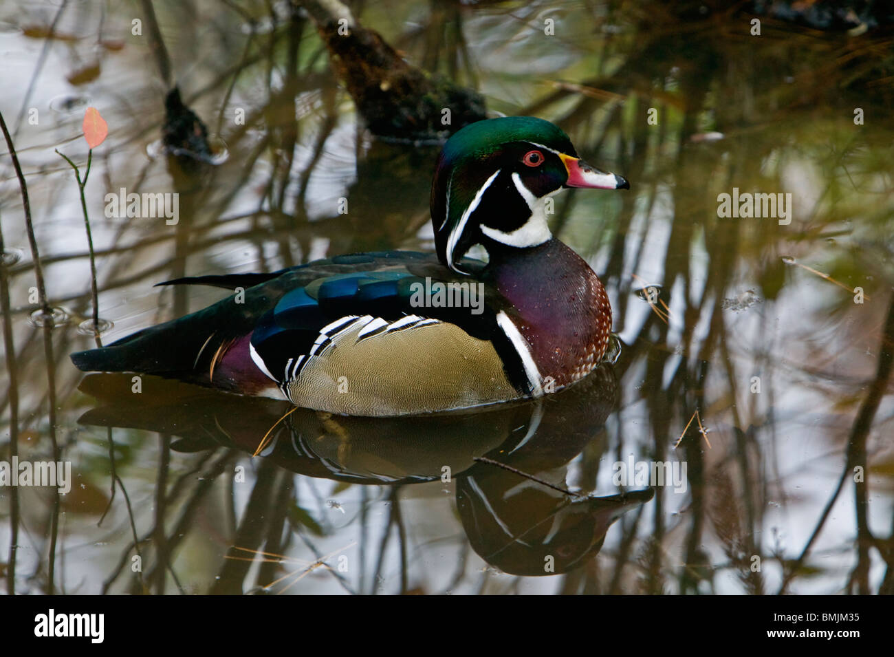 Multi colored duck hi-res stock photography and images - Alamy