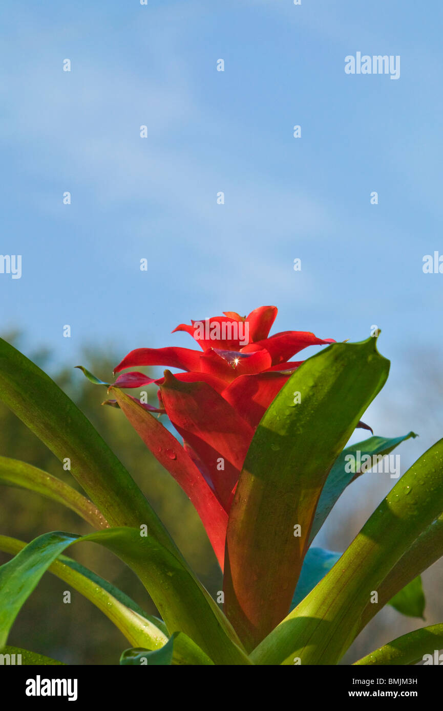 A red Scarlet Star Stock Photo - Alamy