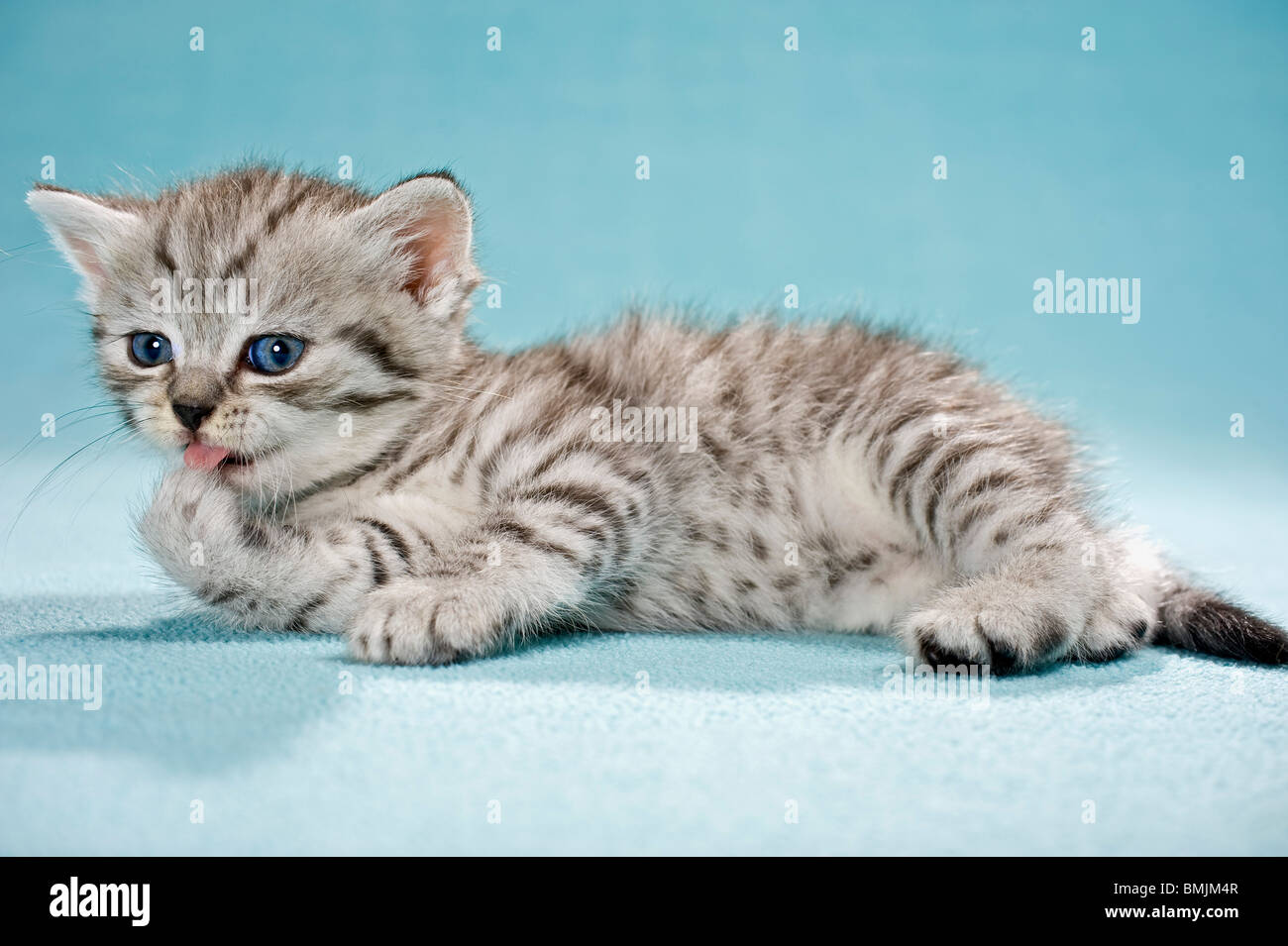 British Shorthair cat - kitten - lying - preening itself Stock Photo ...