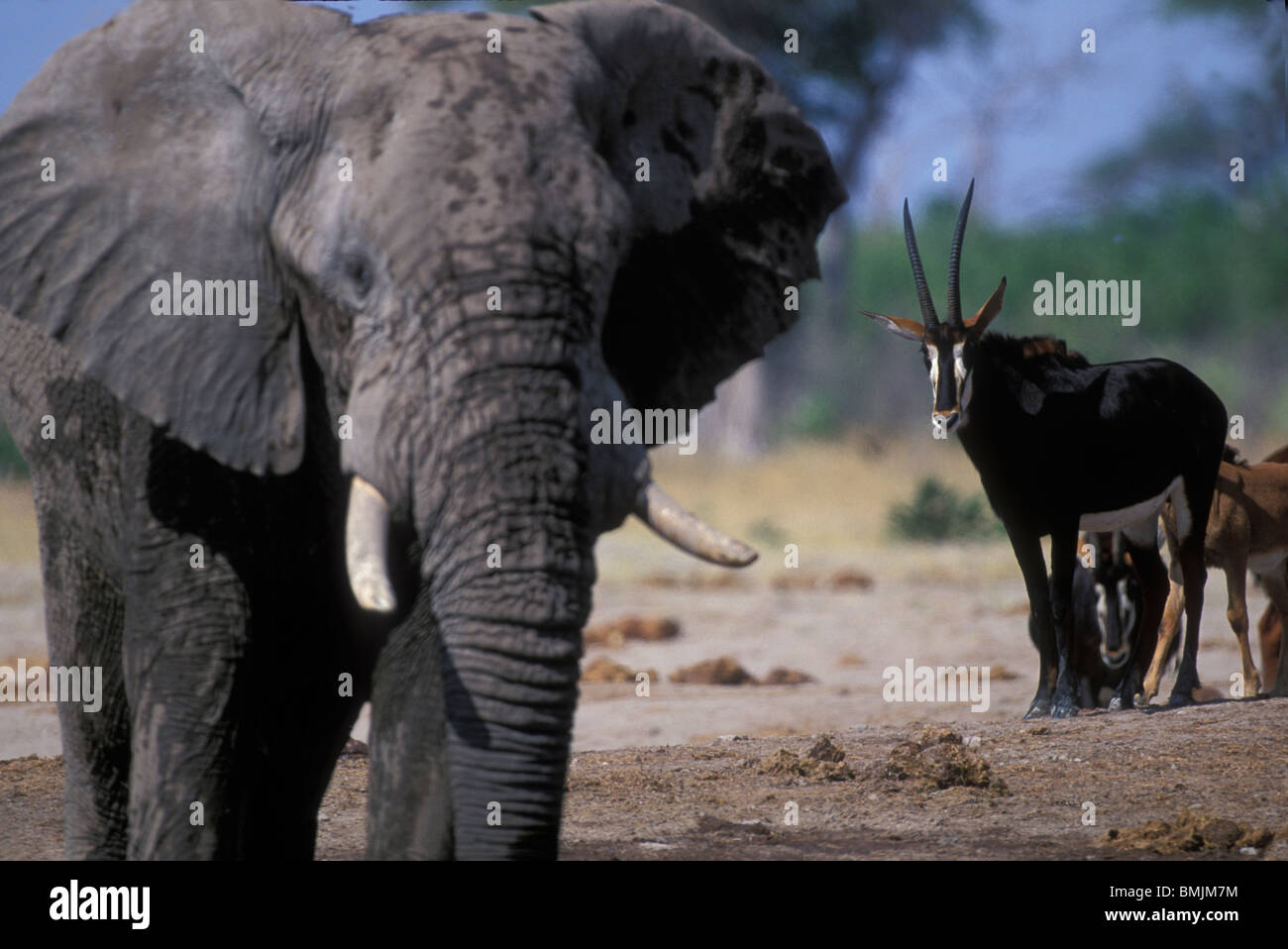 Africa, Botswana, Chobe National Park, Sable (Hippotragus niger) stands ...