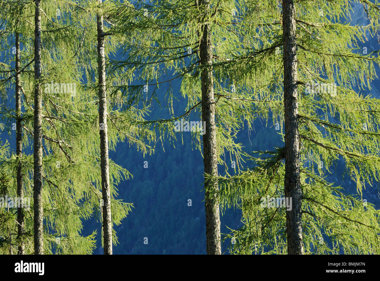 Europe, Austria, Coniferous trees in forest Stock Photo - Alamy