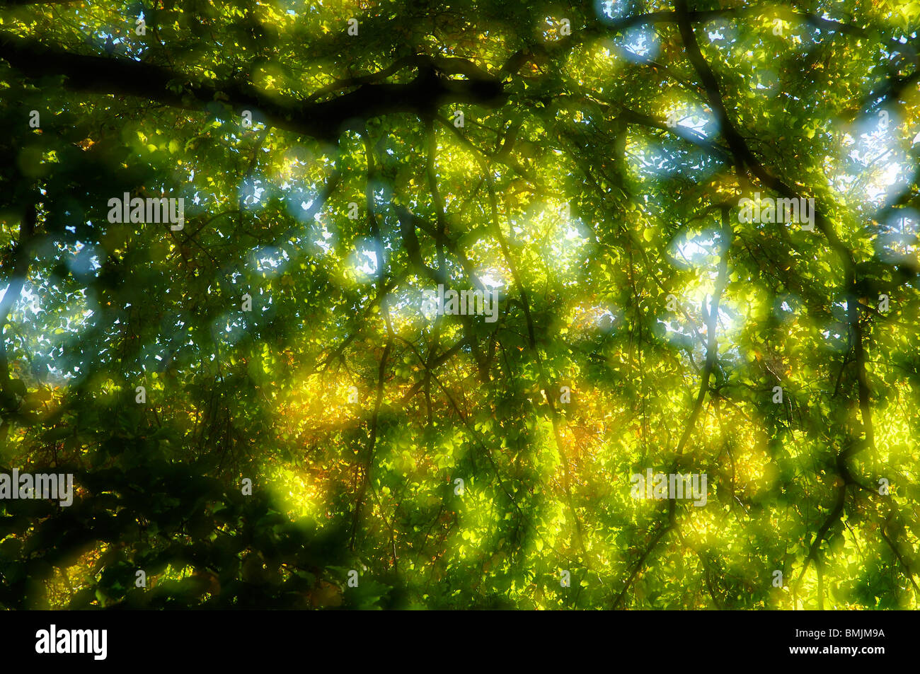View of tree hi-res stock photography and images - Alamy