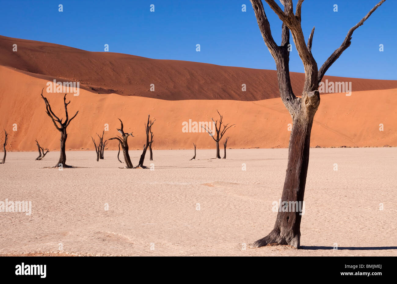 Acacia desolate in hi-res stock photography and images - Alamy