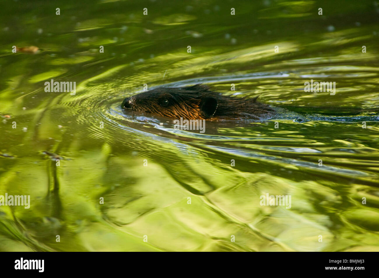A beaver in the water Stock Photo - Alamy