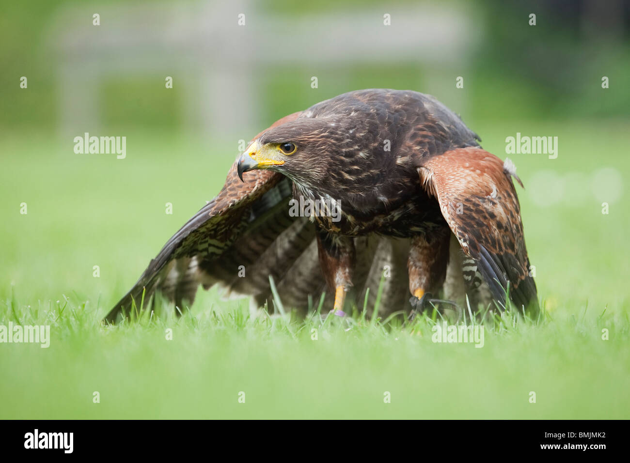 Mantling High Resolution Stock Photography and Images - Alamy