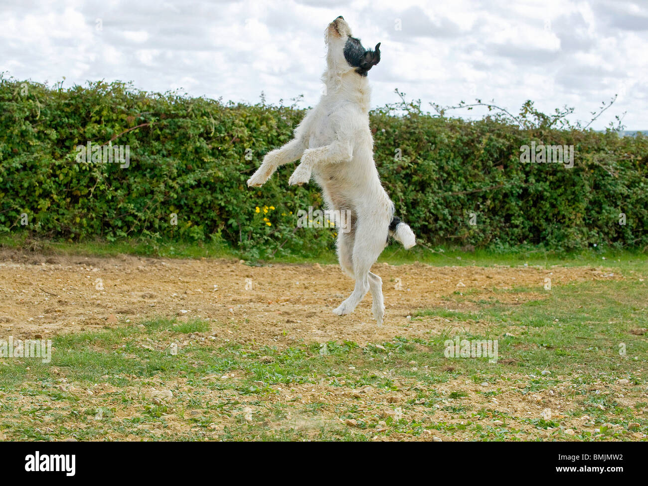 Dog jump dogs jumping hi-res stock photography and images - Alamy