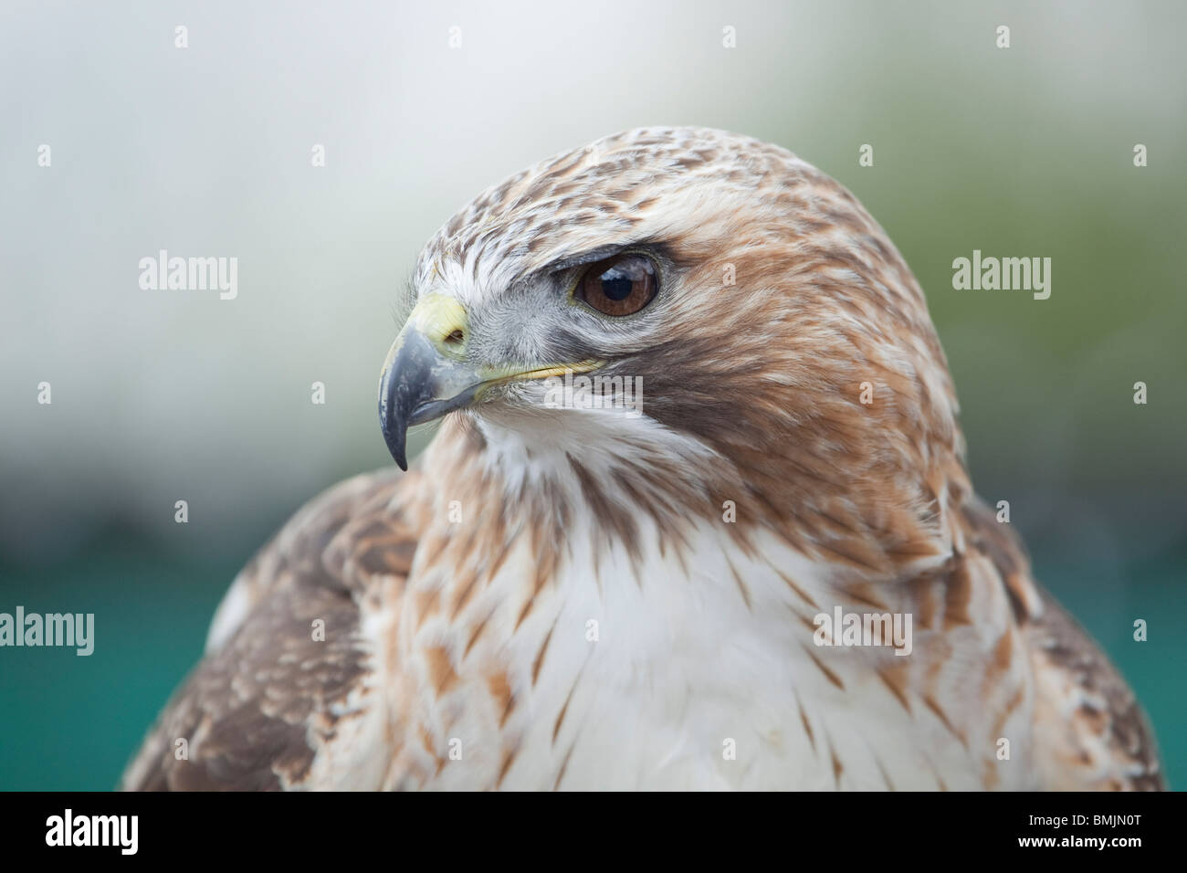 A female Red Tailed Hawk or Chickenhawk (Buteo jamaicensis) in ...