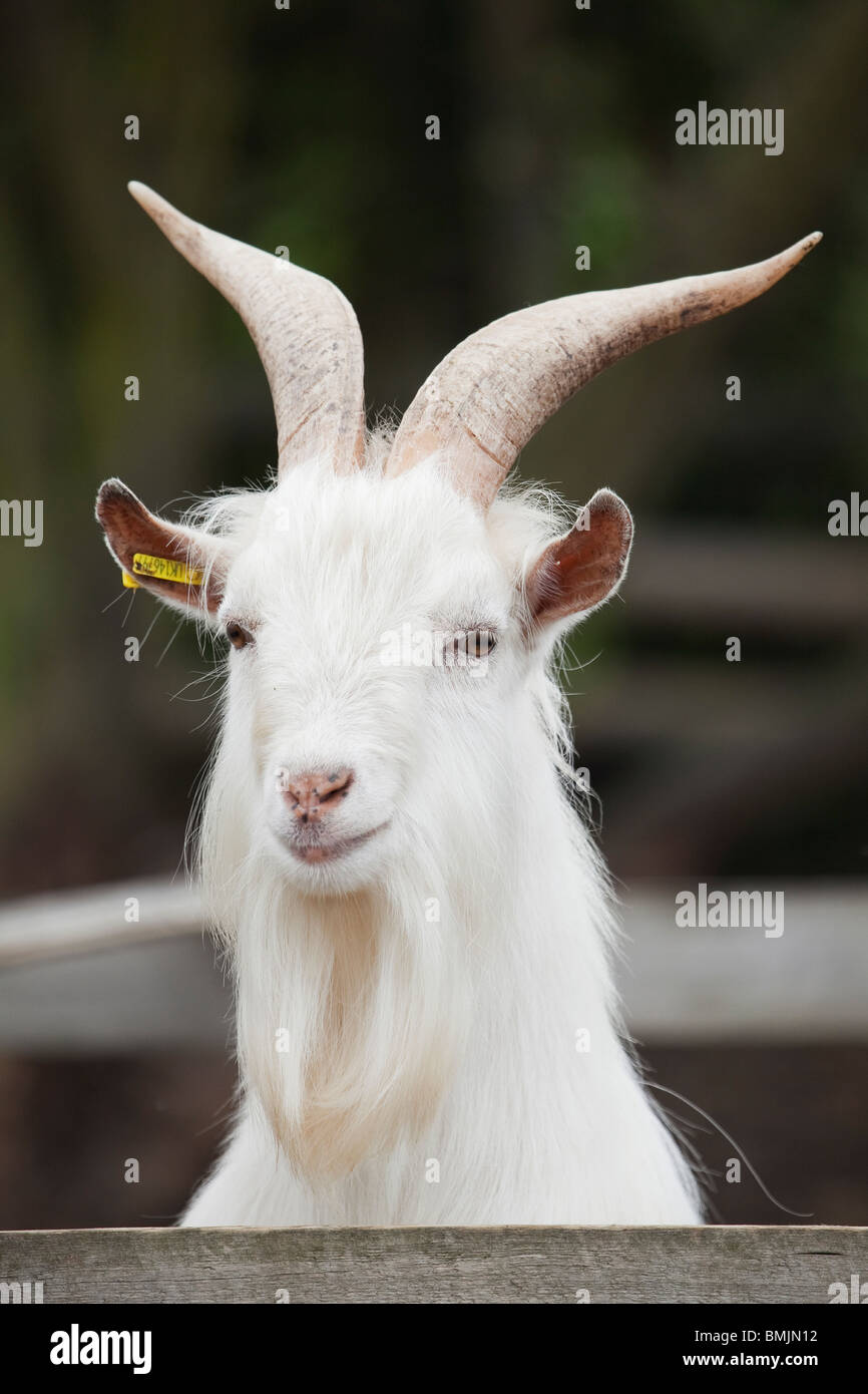 A domestic goat in an enclosure in a country park in England Stock ...