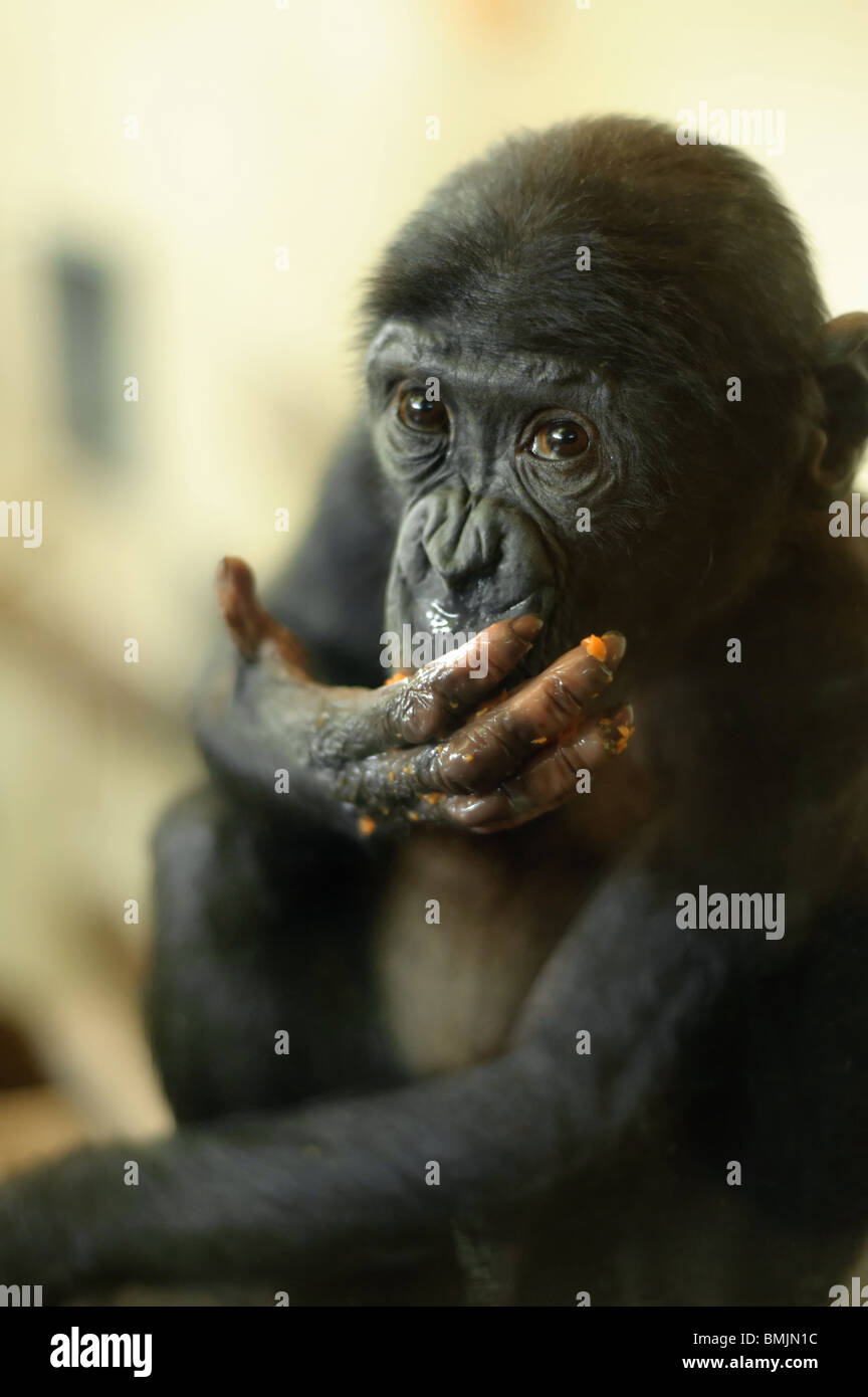 Bonobo baby animal hi-res stock photography and images - Alamy