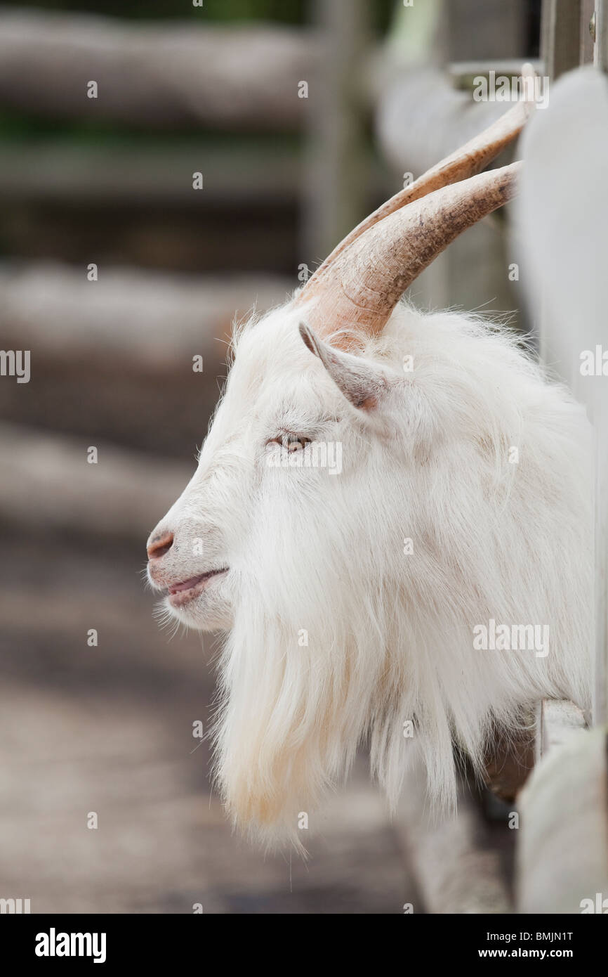 A domestic goat in an enclosure in a country park in England Stock ...