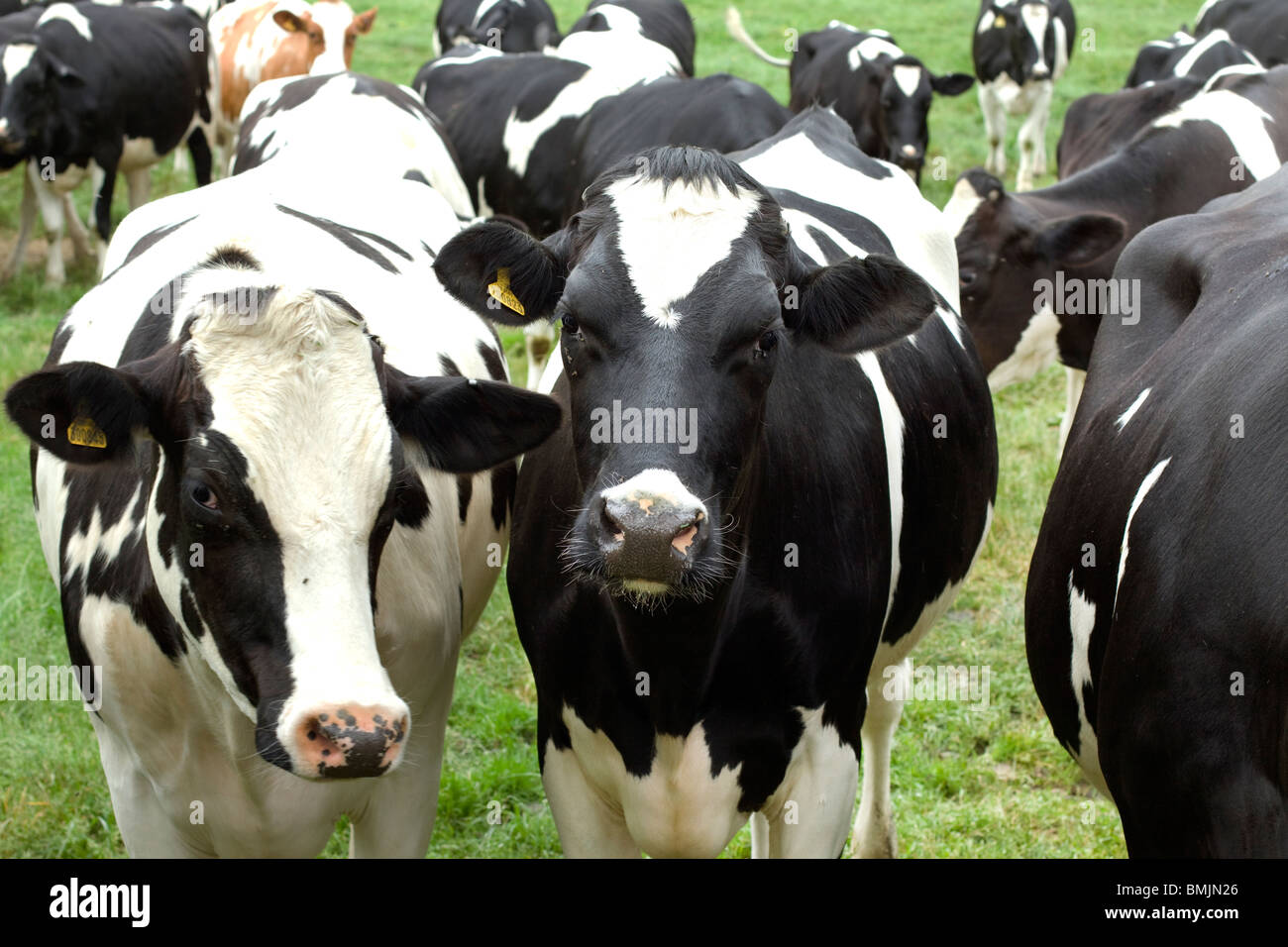 British dairy cows hi-res stock photography and images - Alamy