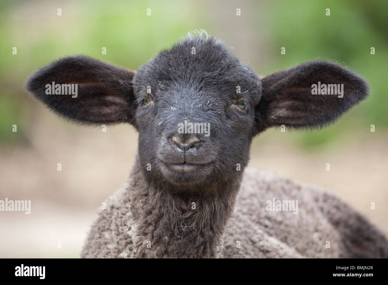 Black lamb uk hi-res stock photography and images - Alamy