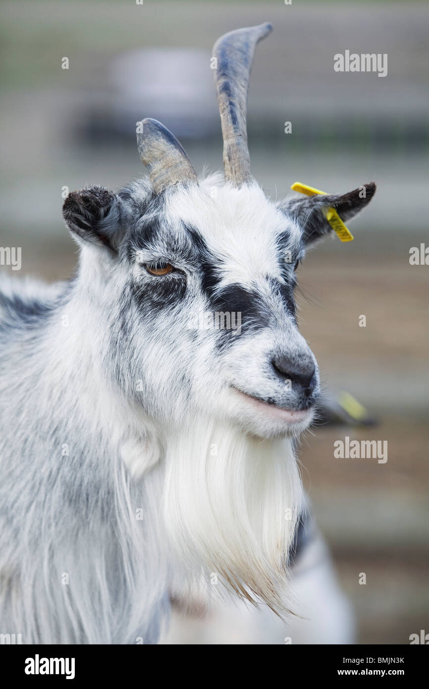 A domestic goat in an enclosure in a country park in England Stock ...