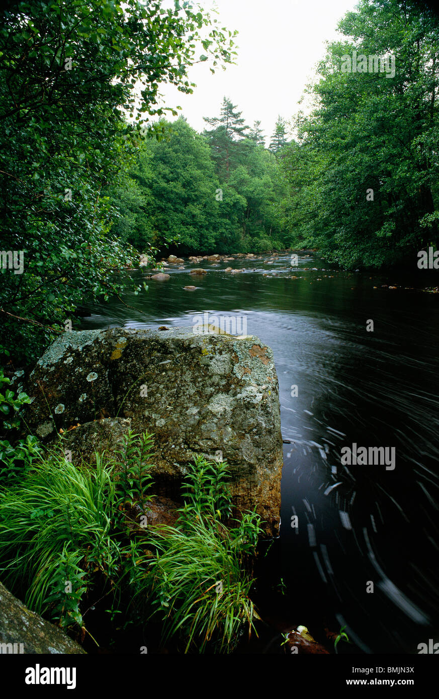A creek in a forest Stock Photo - Alamy