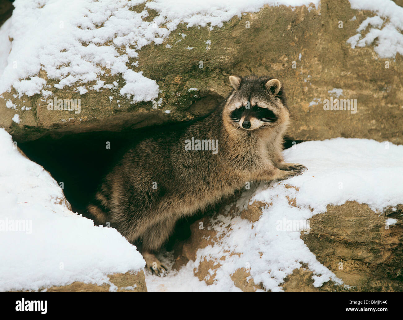 Standing racoon hi-res stock photography and images - Alamy