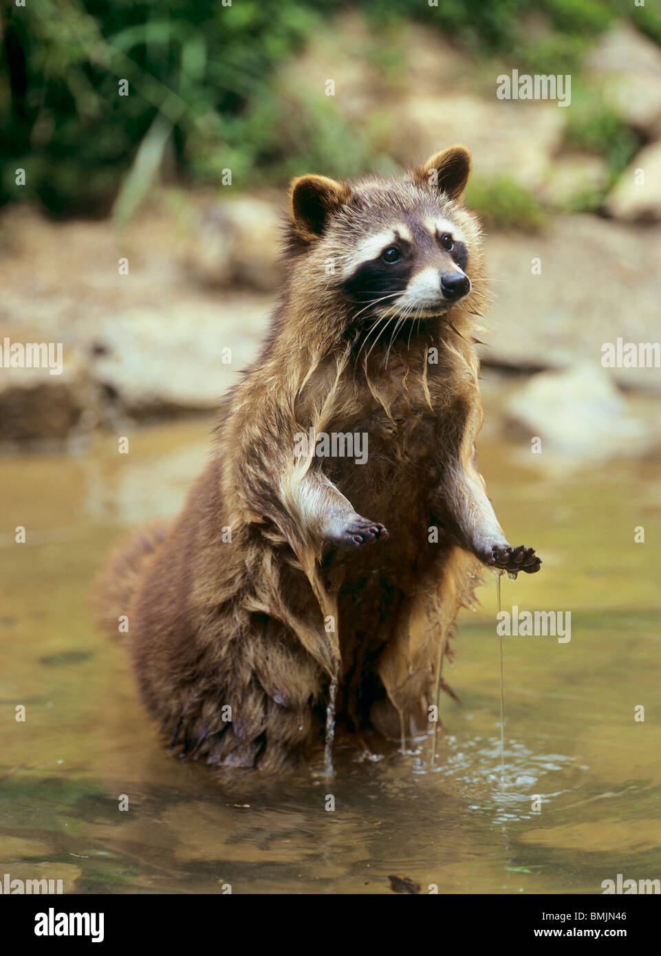 Standing racoon hi-res stock photography and images - Alamy