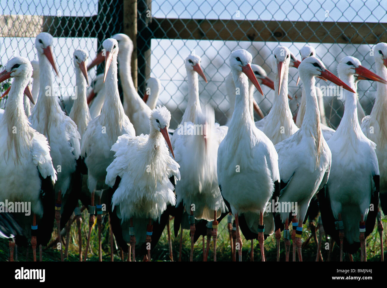 Breeding of storks Stock Photo - Alamy