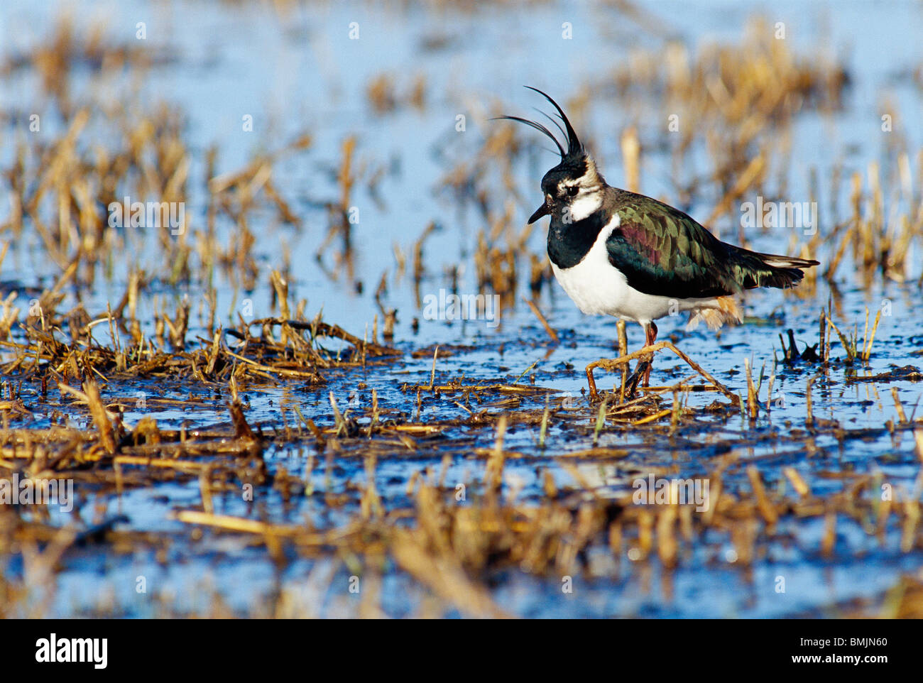 Lapwing image hi-res stock photography and images - Alamy