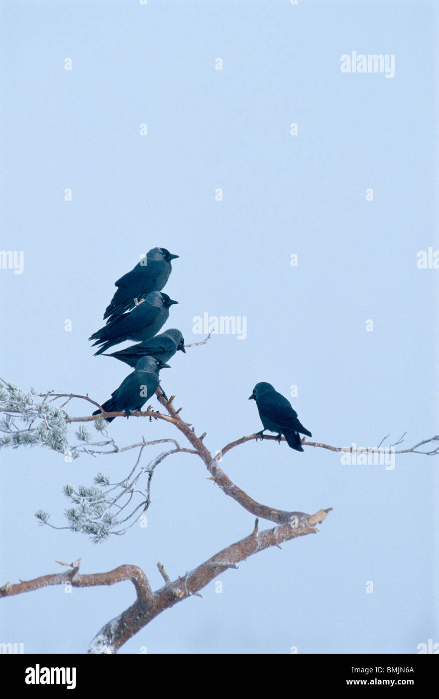 Jackdaws at a branch Stock Photo - Alamy