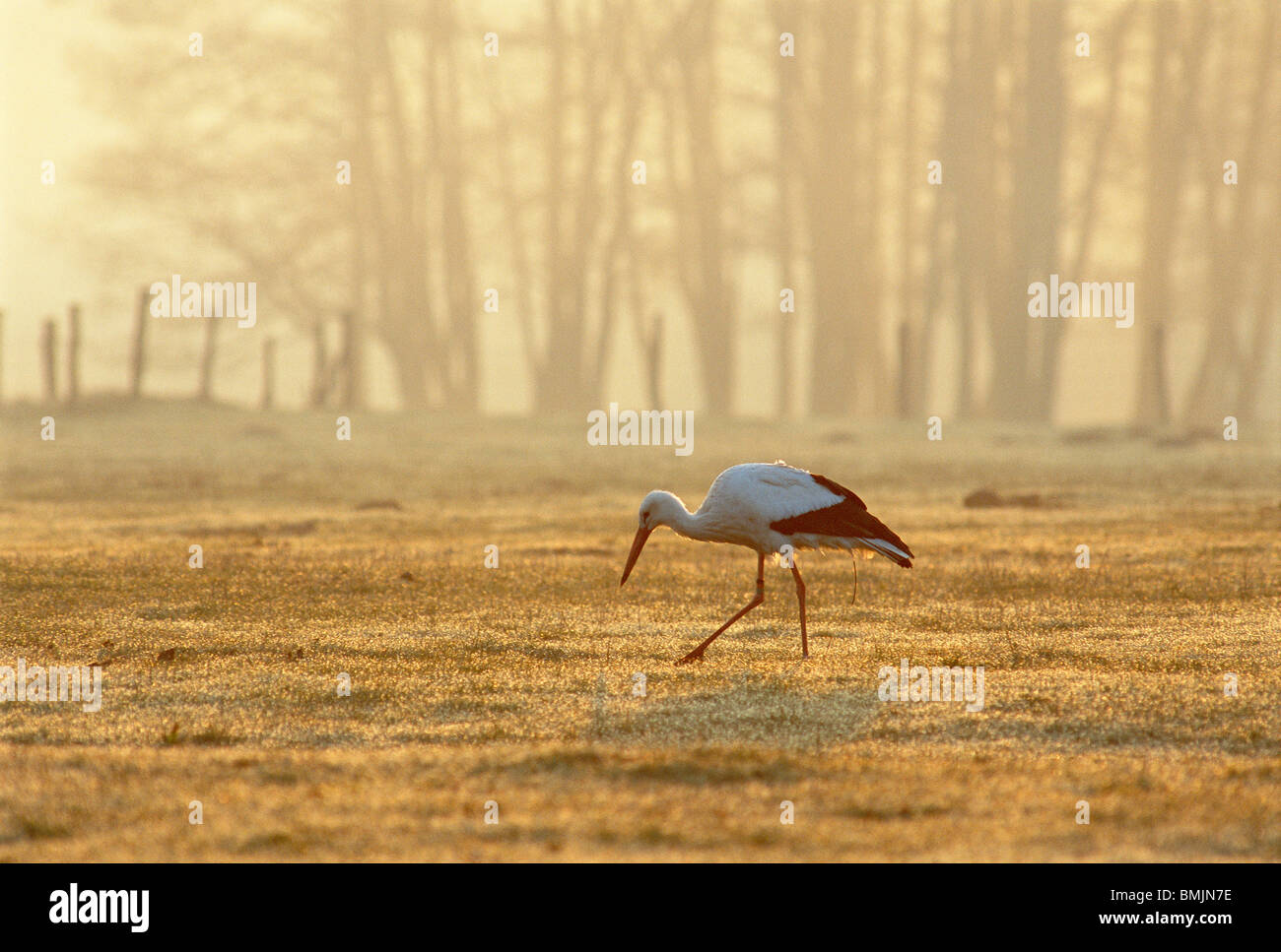 Stork at a meadow in the sunrise Stock Photo - Alamy