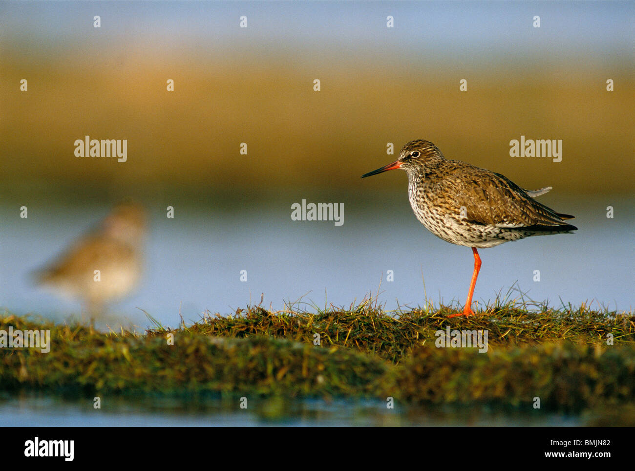 Light redshank hi-res stock photography and images - Alamy