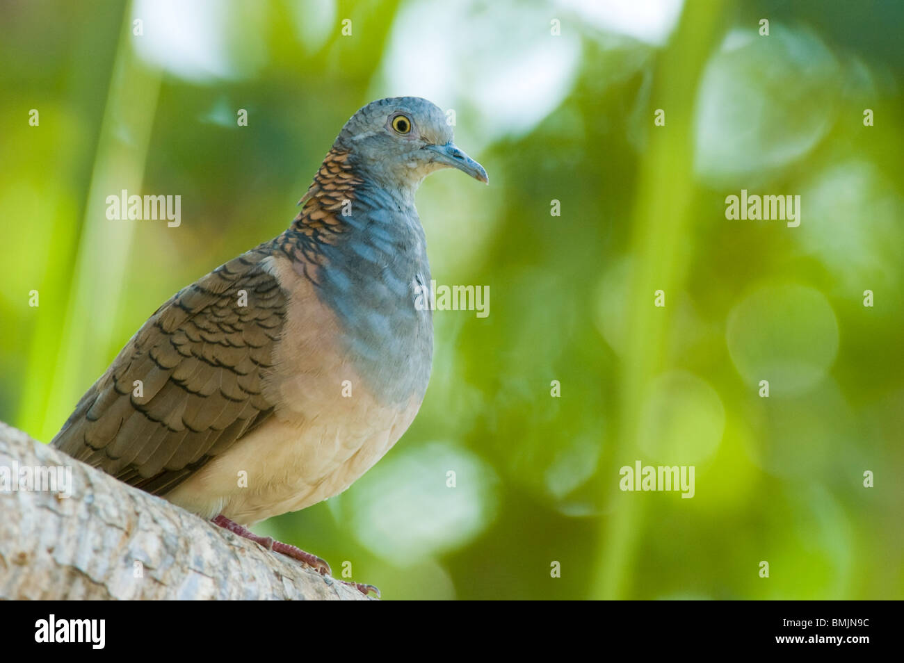 Bar-shouldered Dove Geopelia humeralis Australia Stock Photo - Alamy