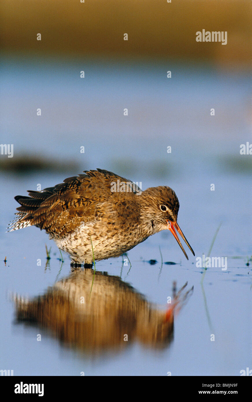 A redshank in a lake Stock Photo - Alamy