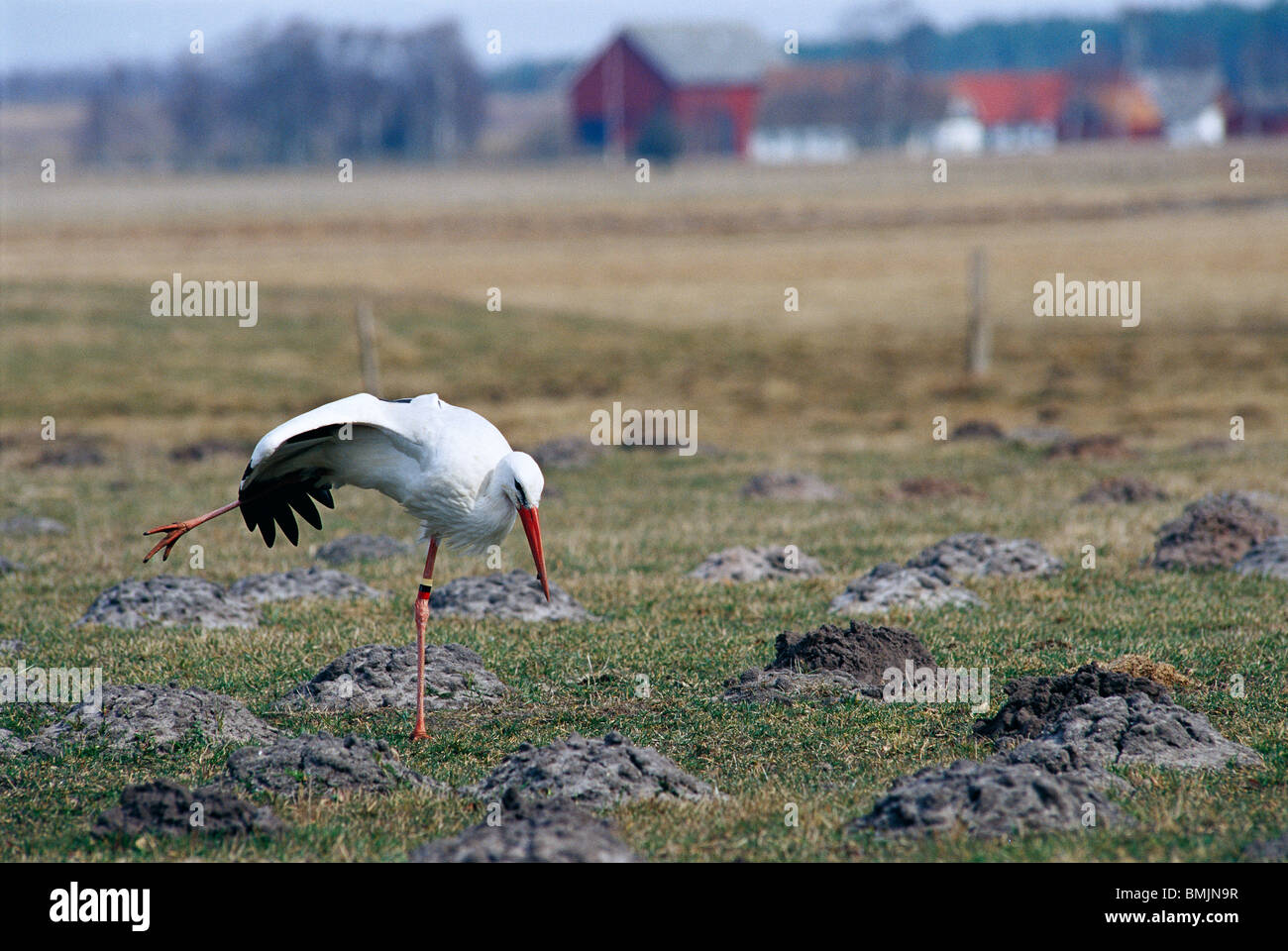 Swedish Butterflies Stock Photos & Swedish Butterflies Stock Images - Alamy