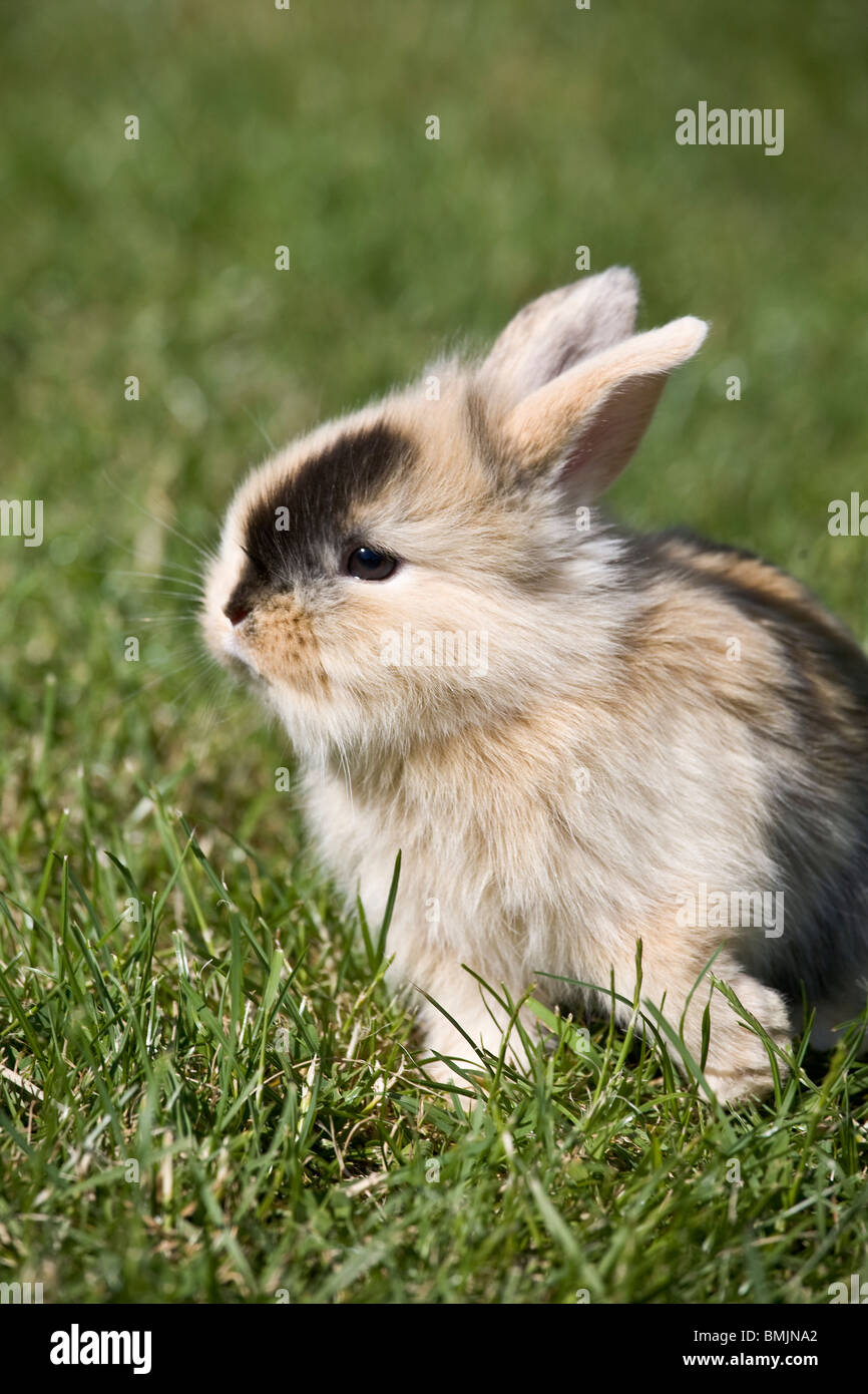 Scandinavian Peninsula, Sweden, Gothenburg, Rabbit sitting in grass ...