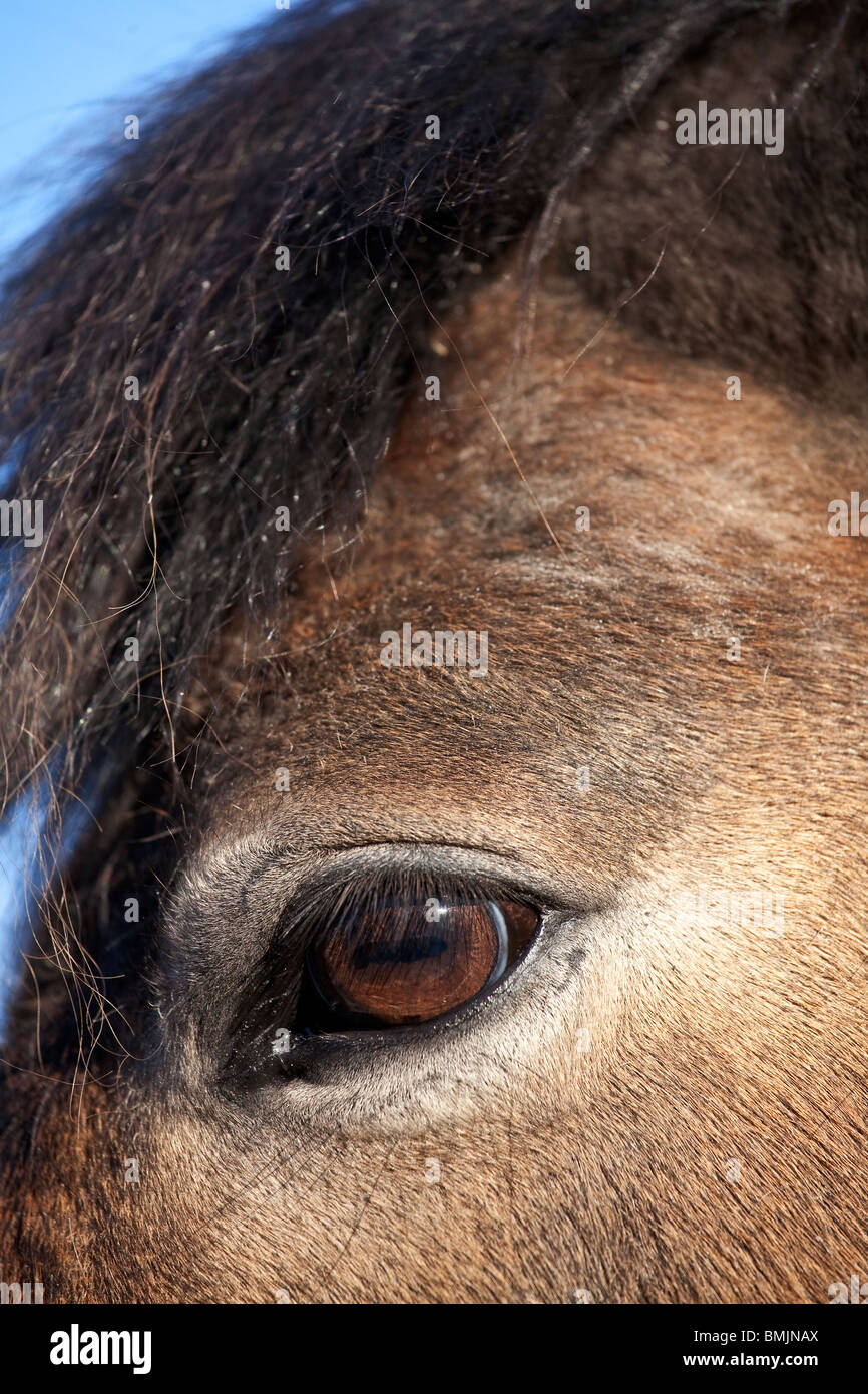 Horse Eye Close Up Stock Photos & Horse Eye Close Up Stock Images - Alamy