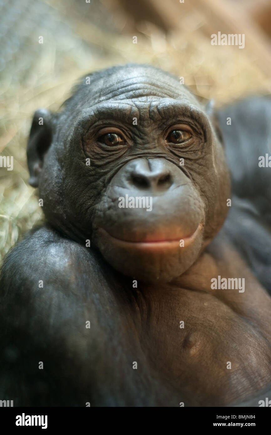 Portrait of a Bonobo monkey (Pan paniscus Stock Photo - Alamy
