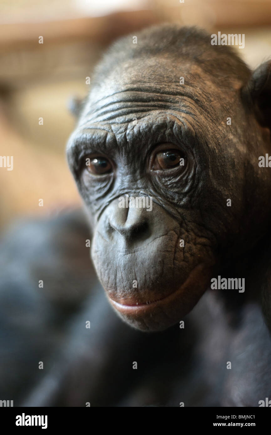 Portrait of a Bonobo monkey (Pan paniscus Stock Photo - Alamy