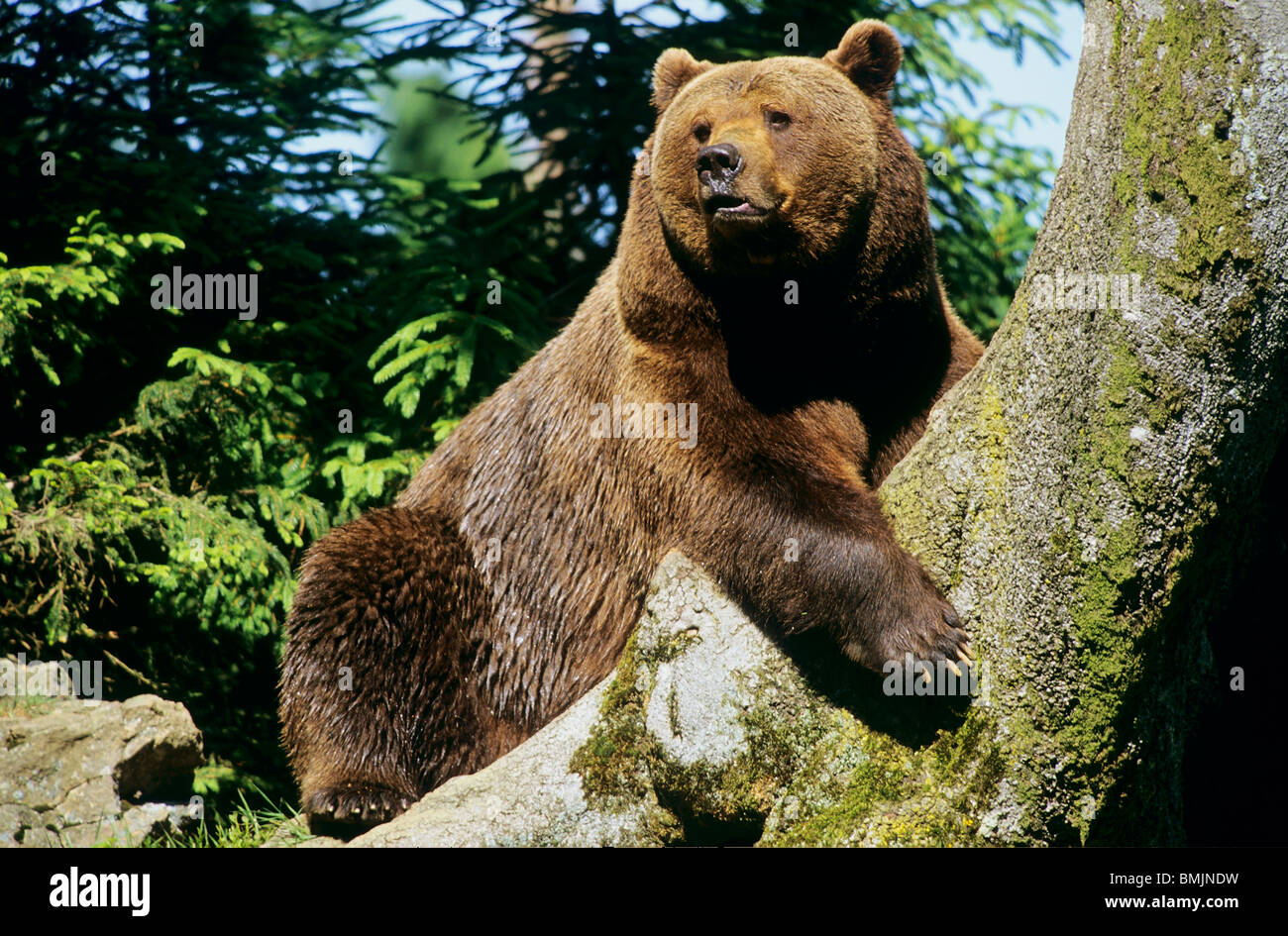 Lean bear hi-res stock photography and images - Alamy
