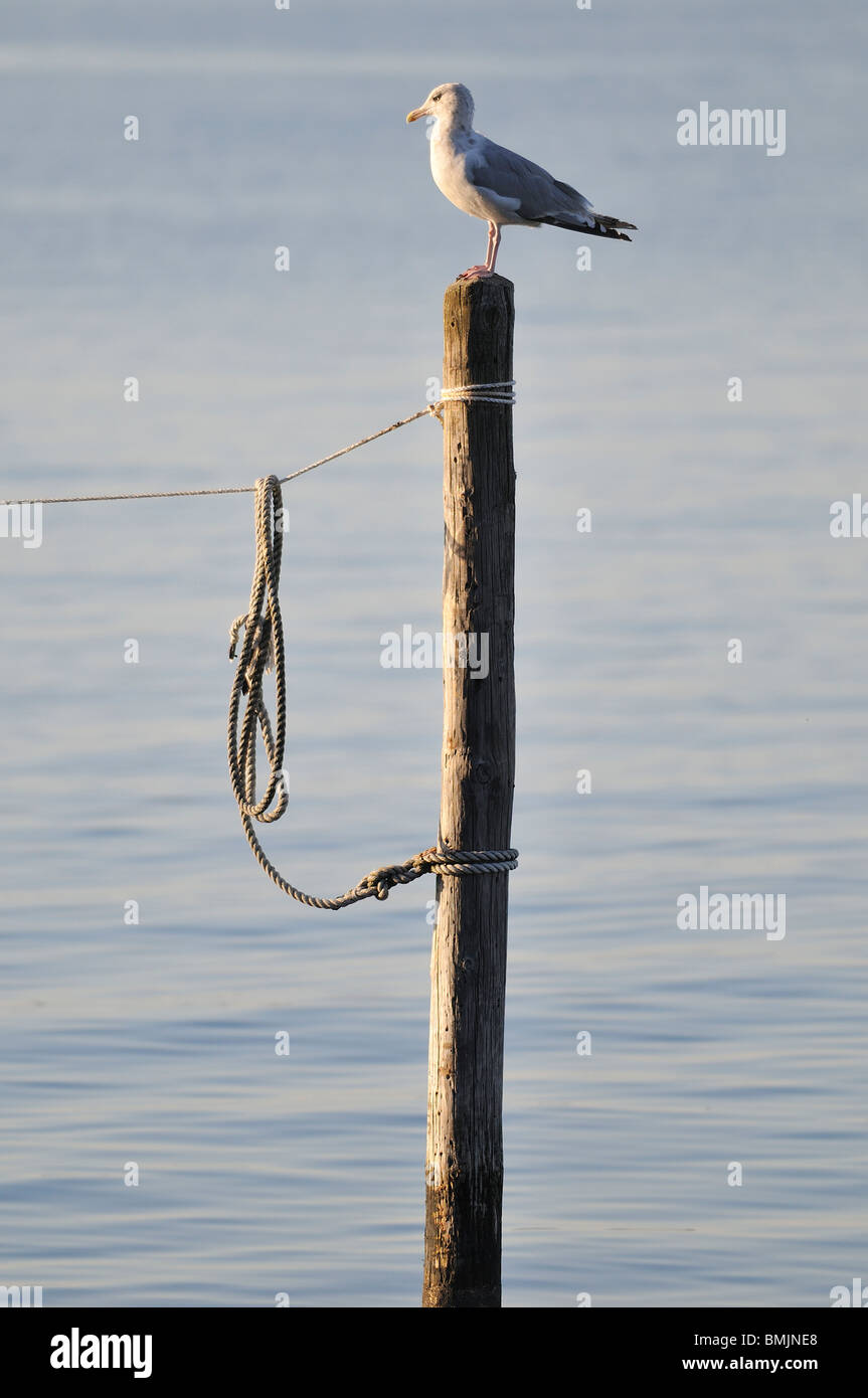 Swedish gulls hi-res stock photography and images - Alamy