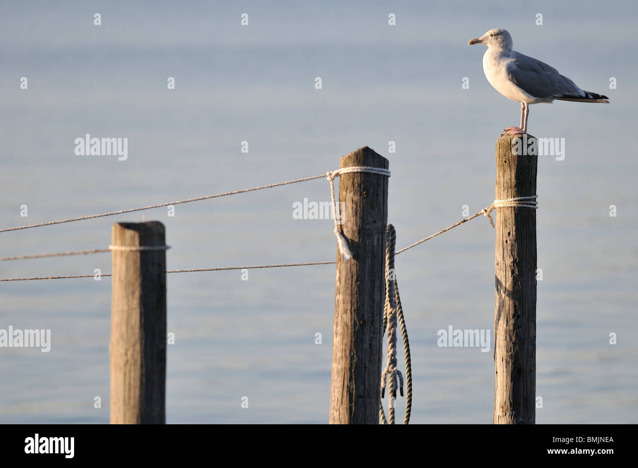 Swedish gulls hi-res stock photography and images - Alamy