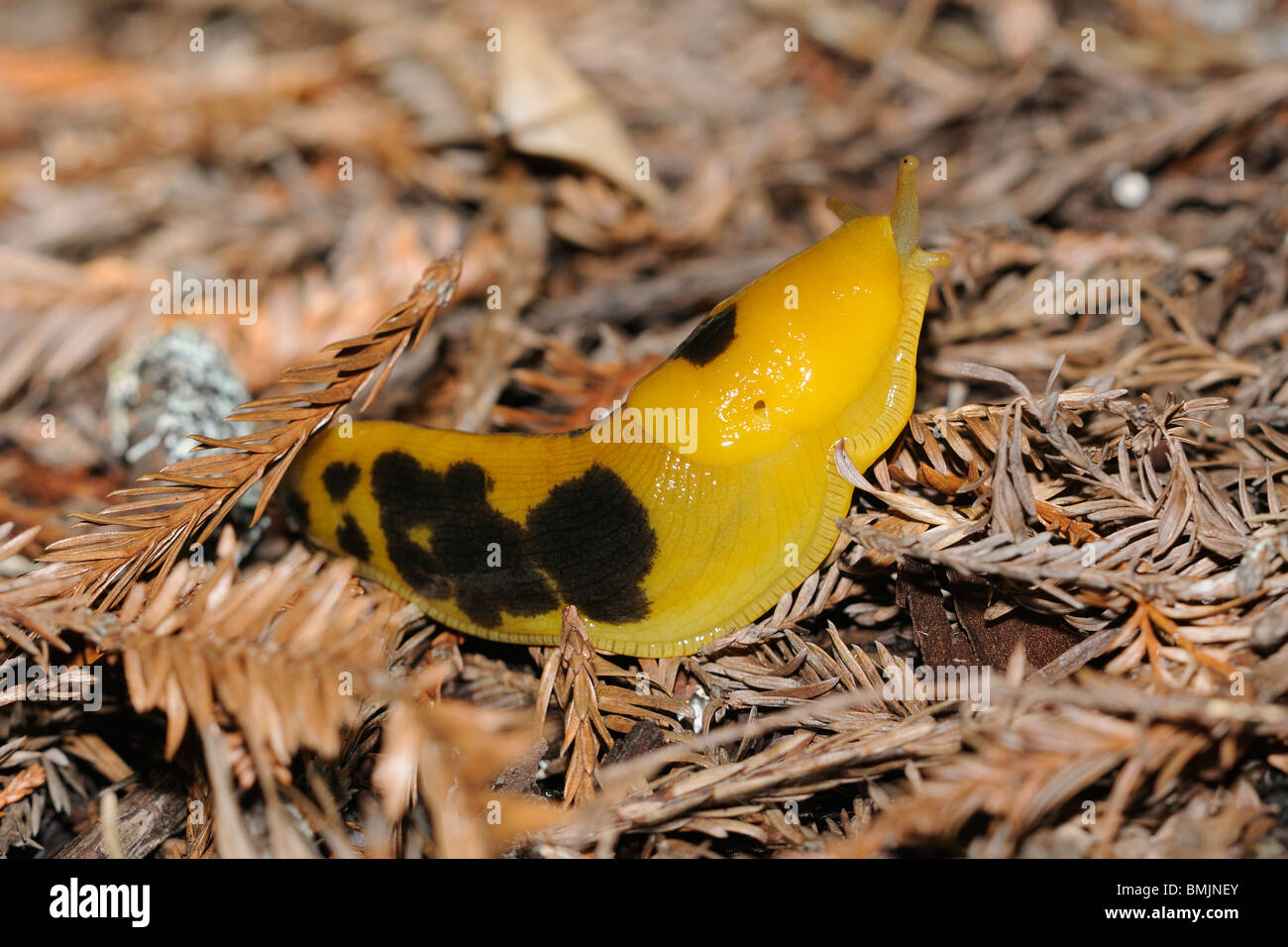 Slug look hi-res stock photography and images - Alamy