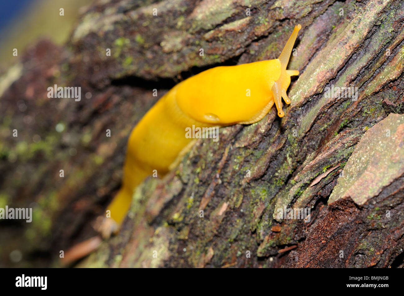 Giant Banana Slug