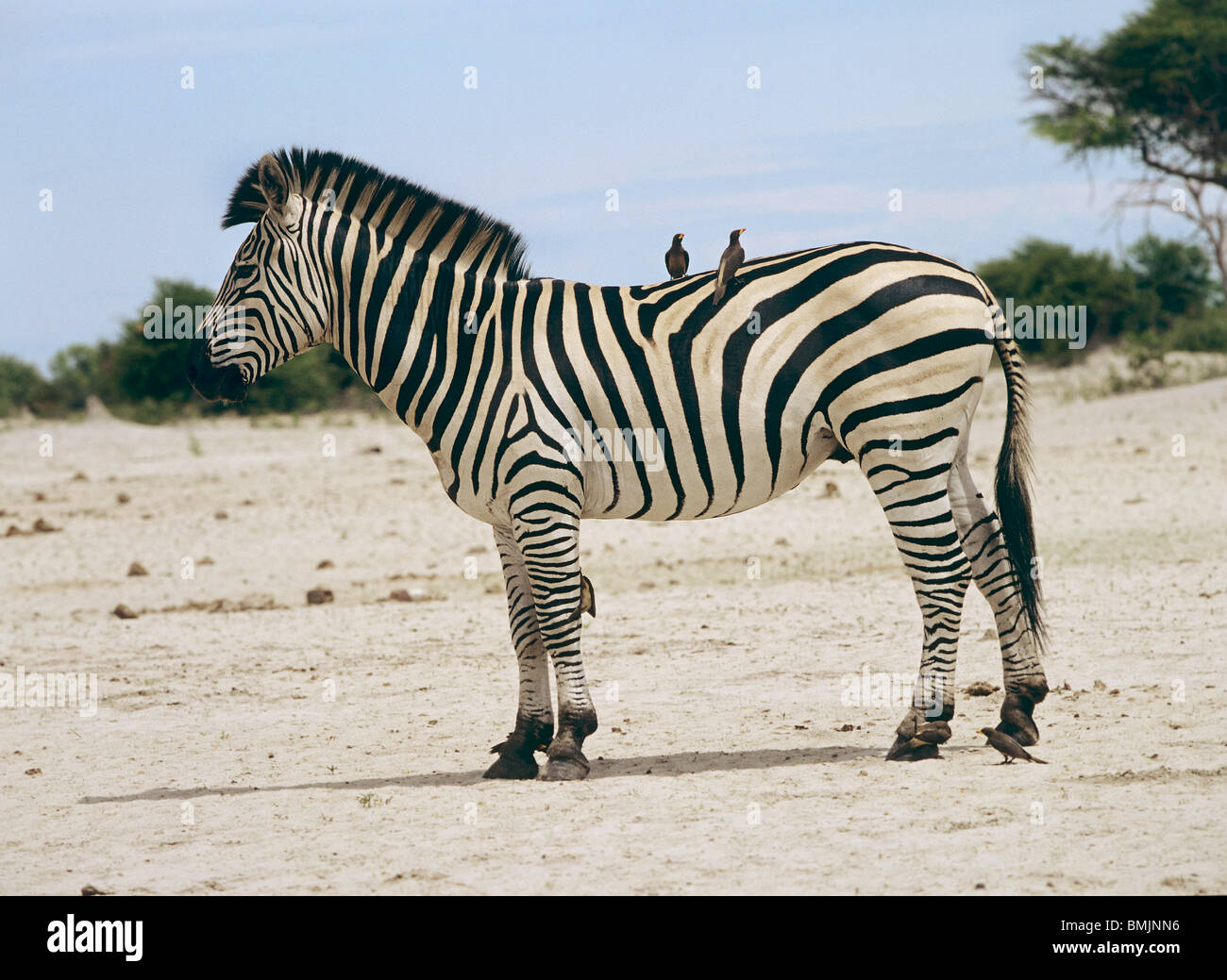 Oxpecker bird on zebra hi-res stock photography and images - Alamy