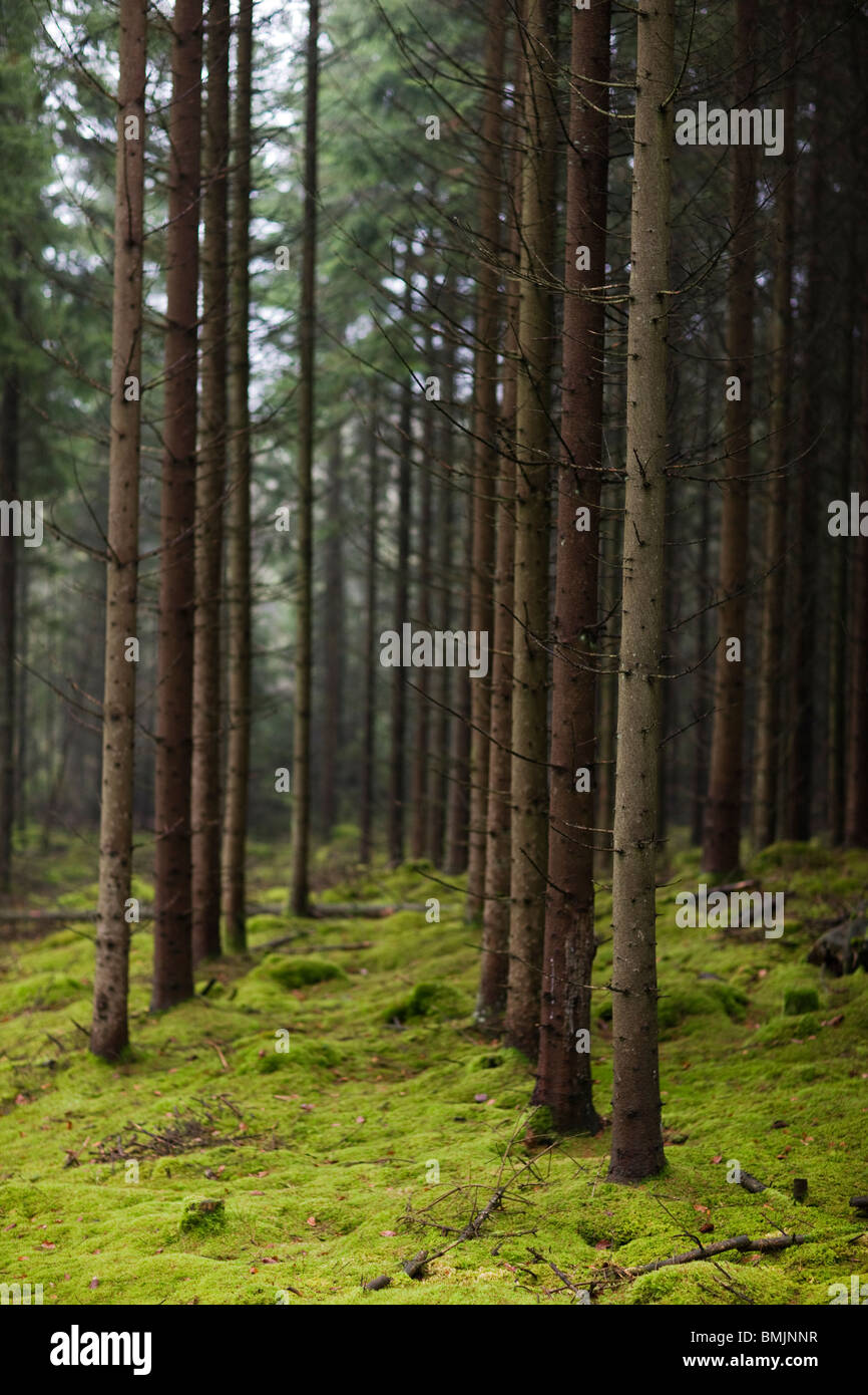 Scandinavian Peninsula, Sweden, Skane, View coniferous trees in forest ...