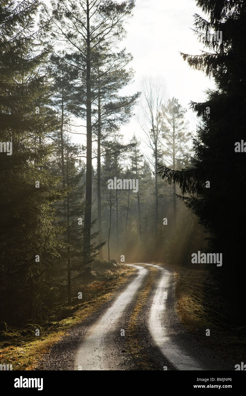 Scandinavian Peninsula, Sweden, Skane, View of empty dirt track passing ...