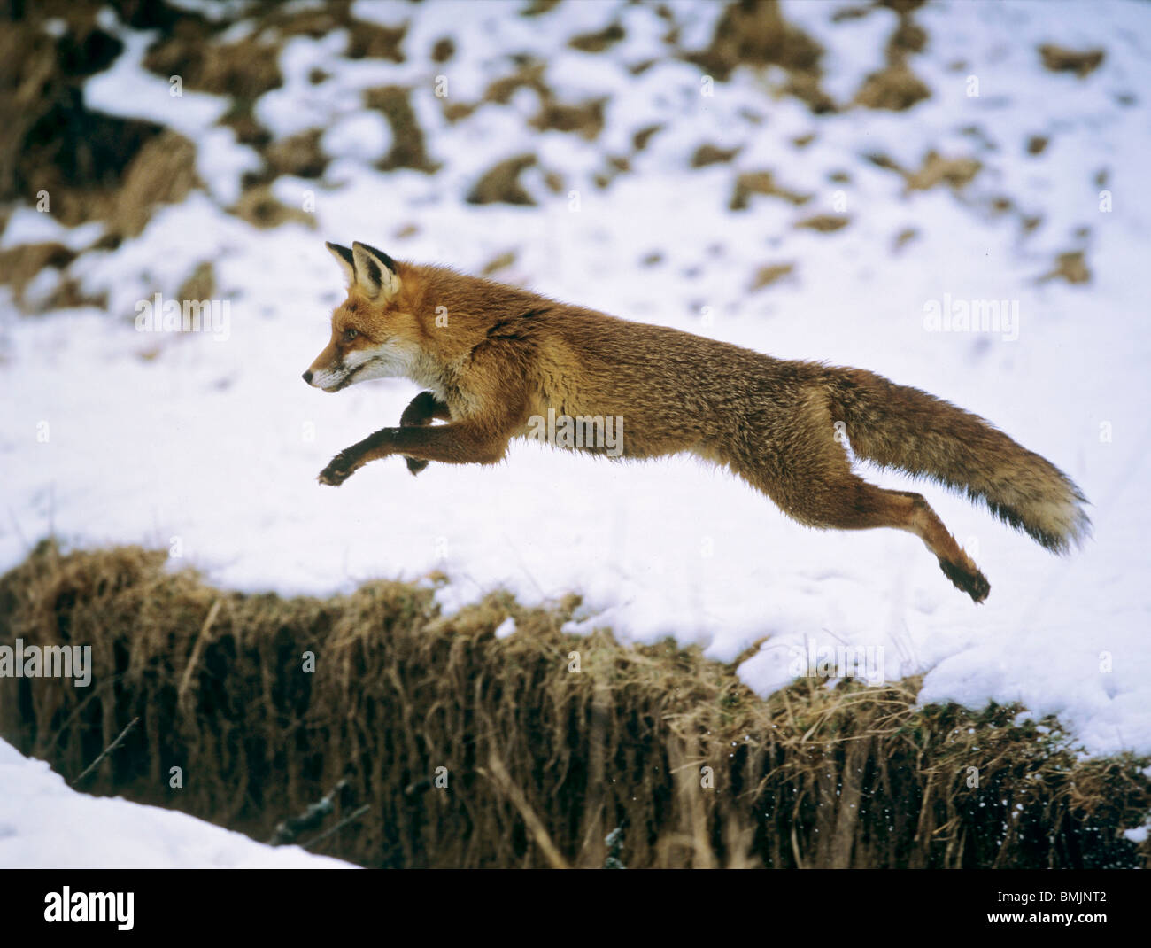 Red Fox Jumping