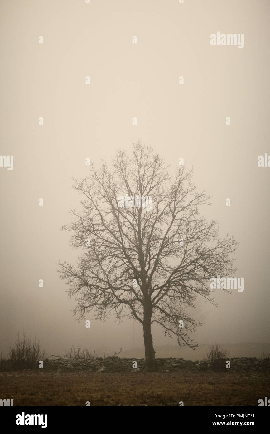 Scandinavian Peninsula, Sweden, Skane, View of bare tree in fog Stock ...