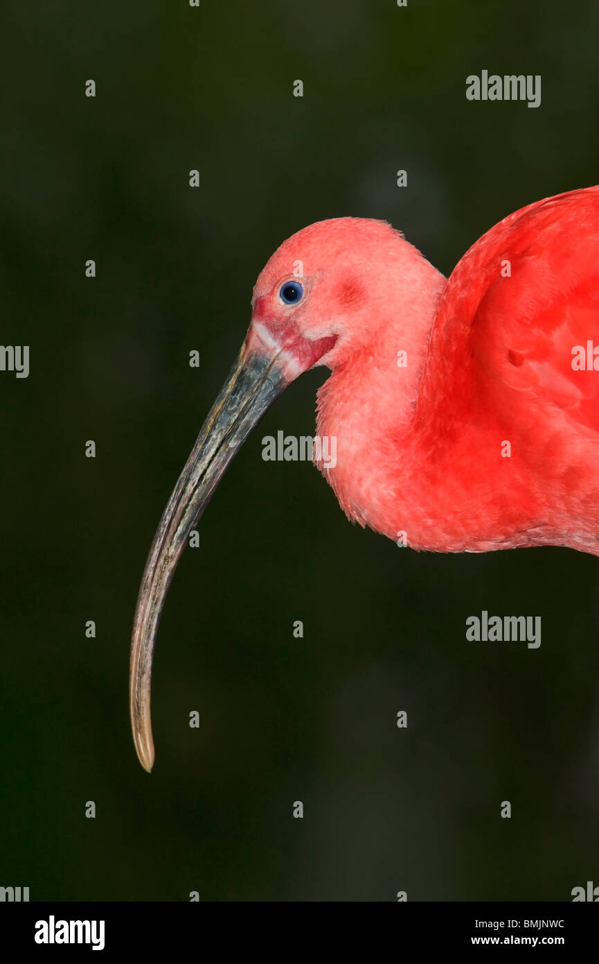 Ibis, Ibisbill, Ibidorhyncha struthersii. Close up against black ...