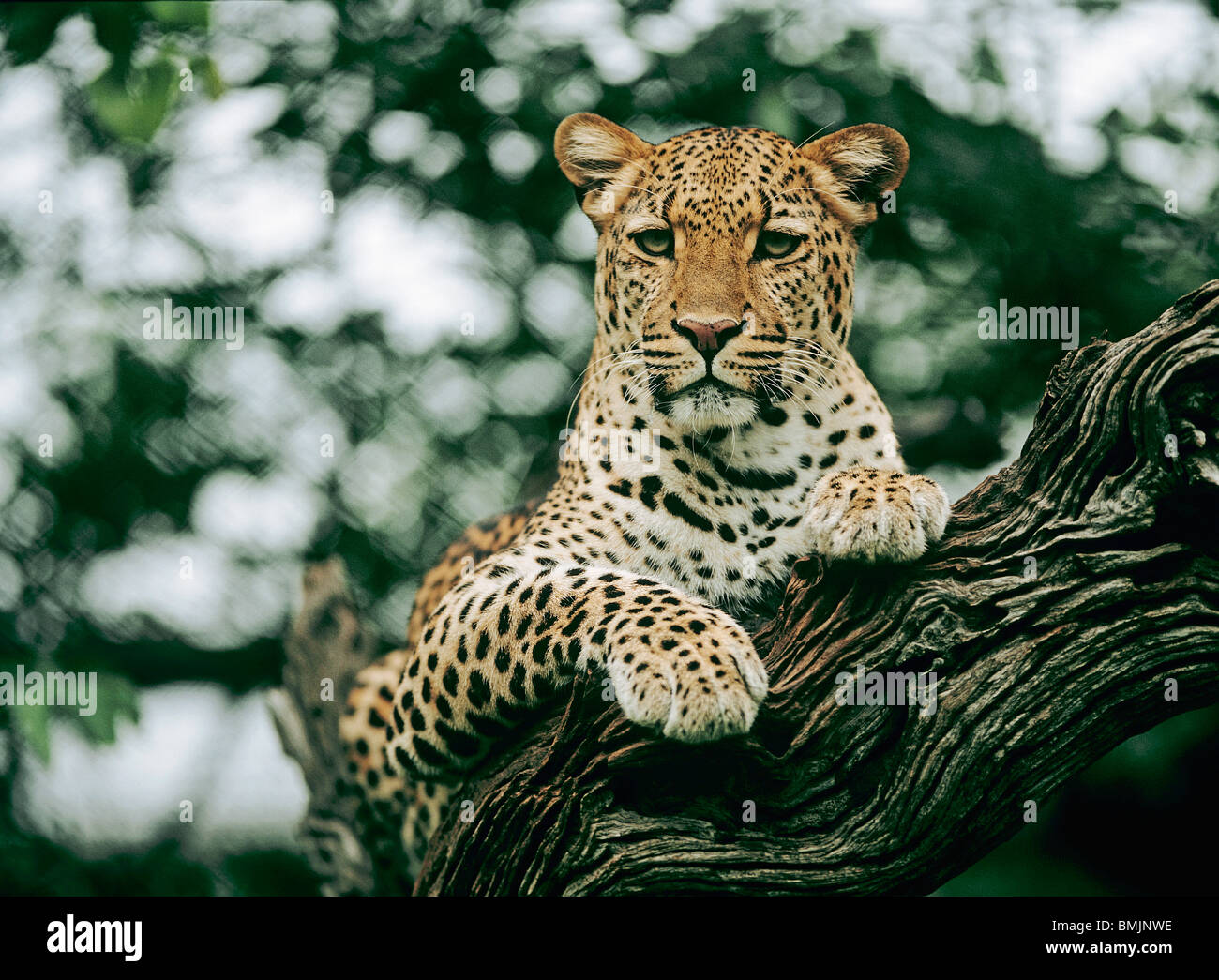 Leopard lying on tree trunk hi-res stock photography and images - Alamy