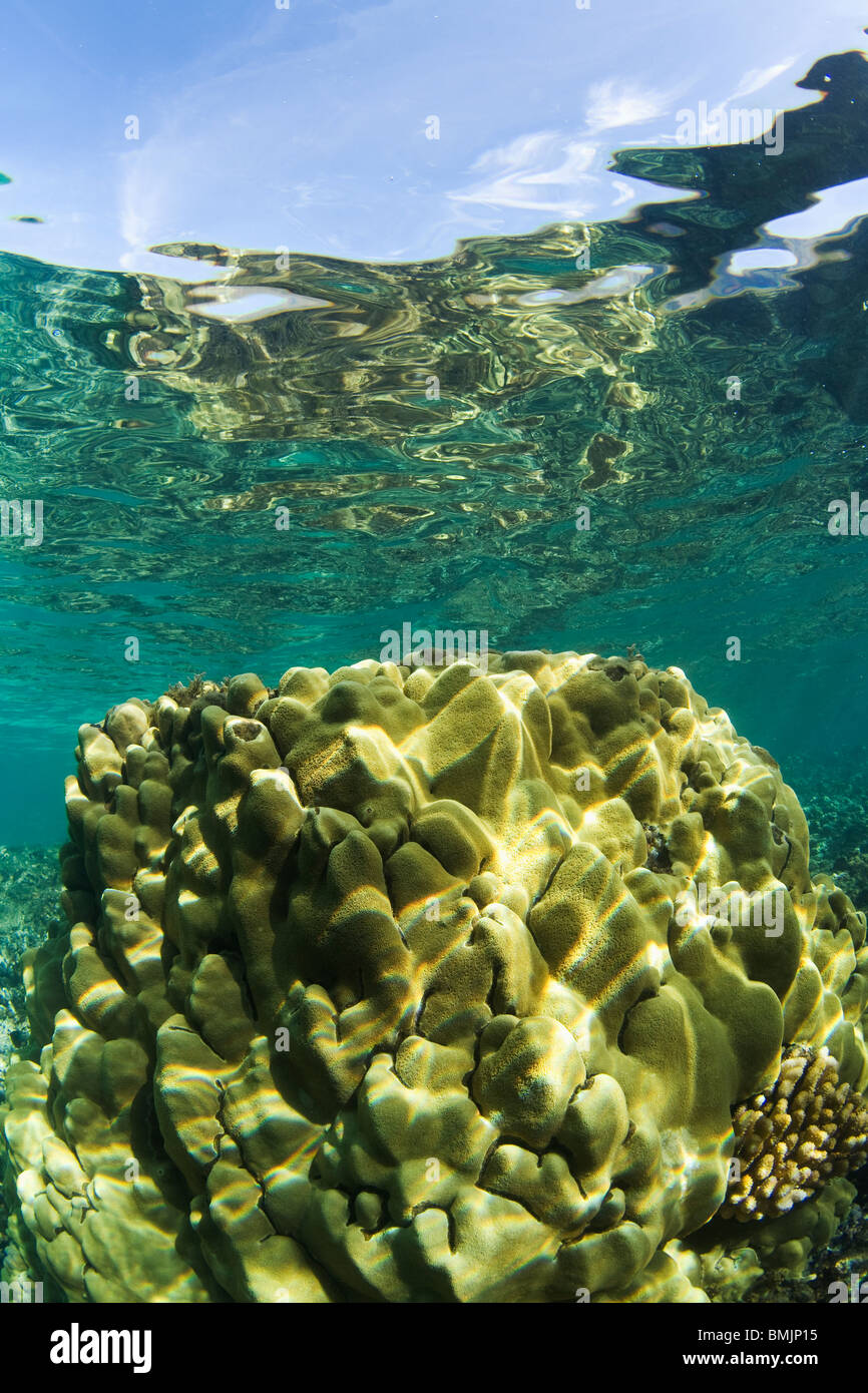 Coral reef hawaii hi-res stock photography and images - Alamy