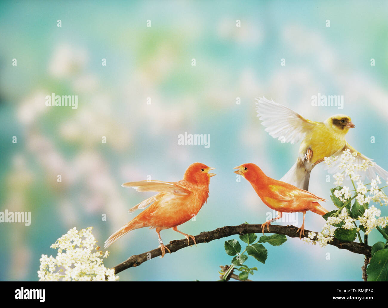 three canaries - fighting / Serinus canaria Stock Photo - Alamy